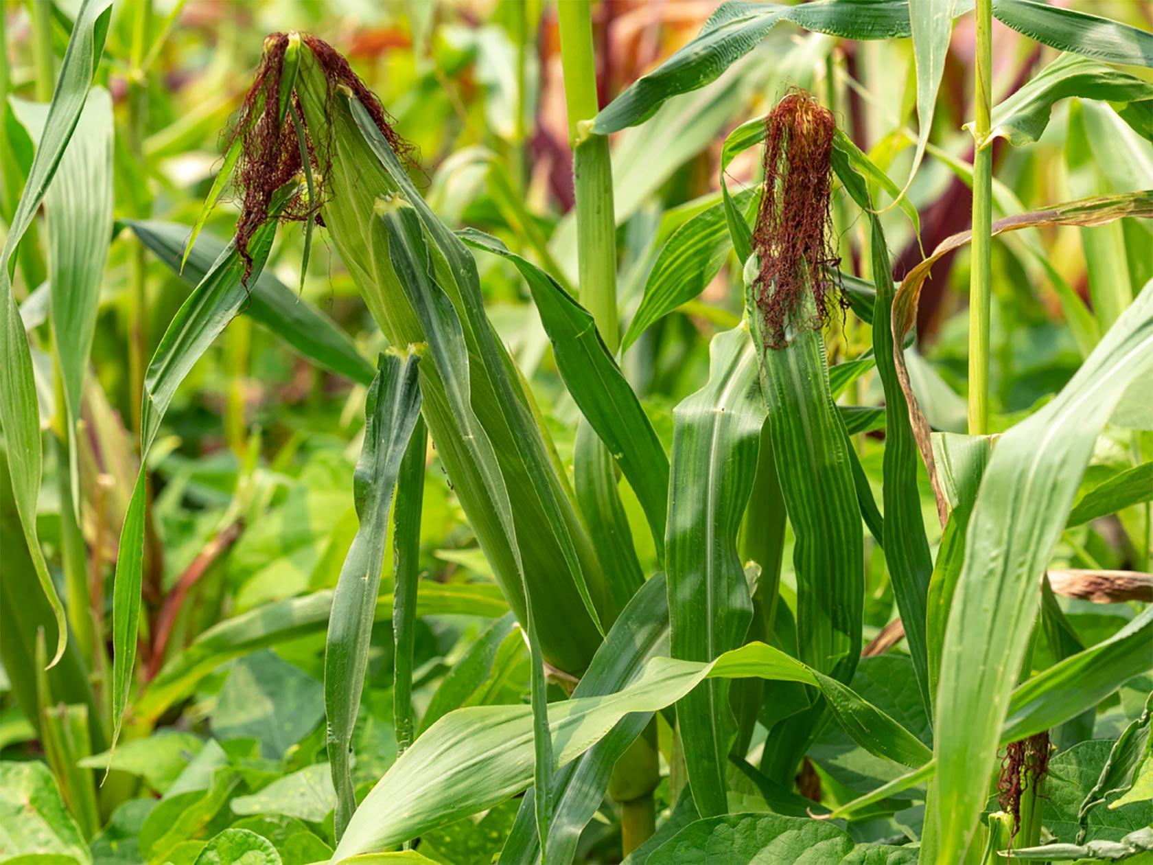 Astrid Tvetenstrand | Ampersand: An American Studies Journal