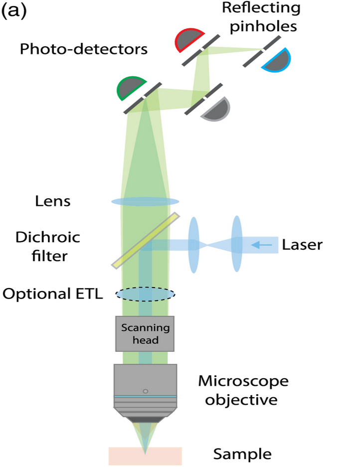 Multi-Z confocal microscopy | Biomicroscopy Lab