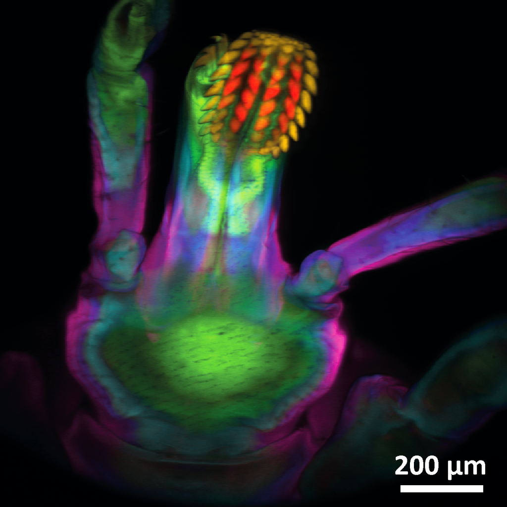 Research | Biomicroscopy Lab