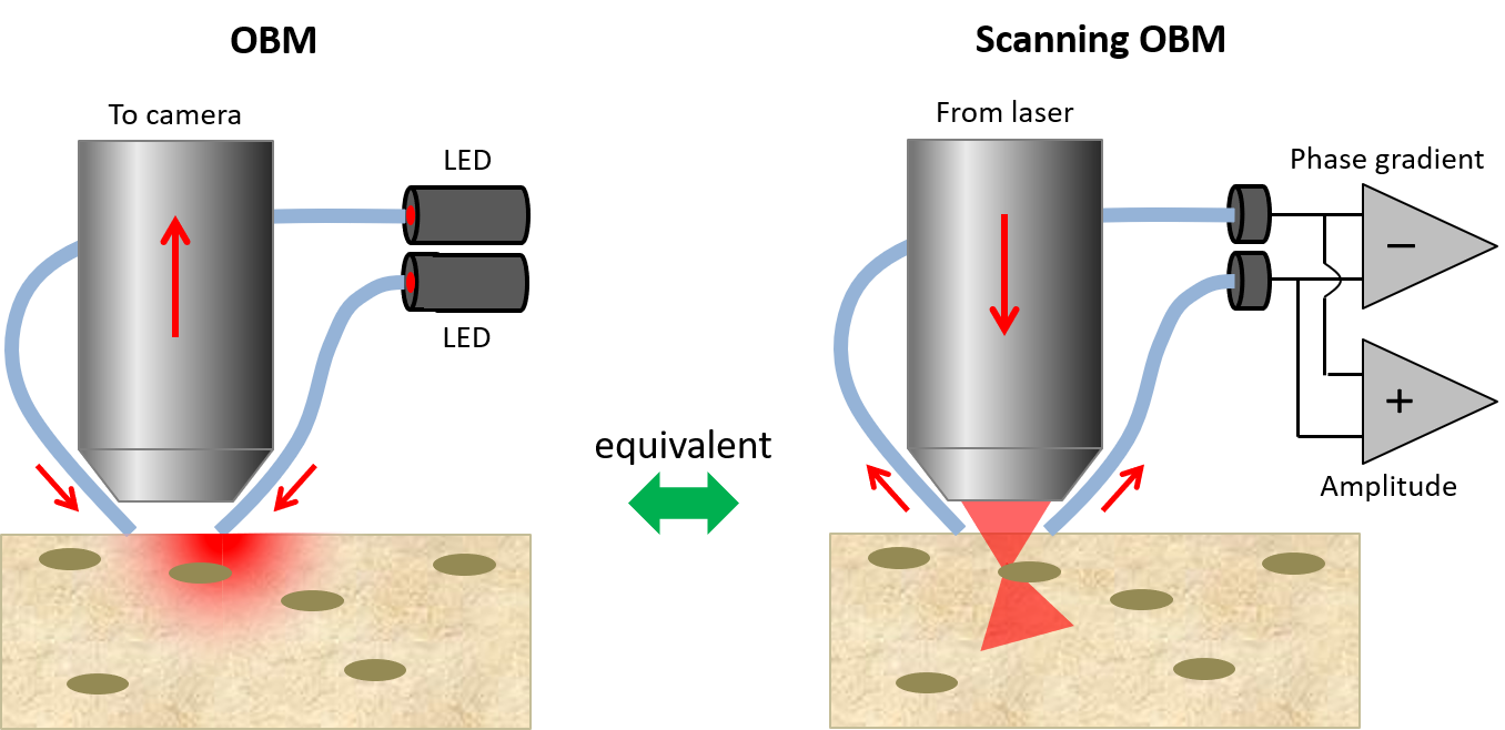 Oblique back-illumination microscopy | Biomicroscopy Lab