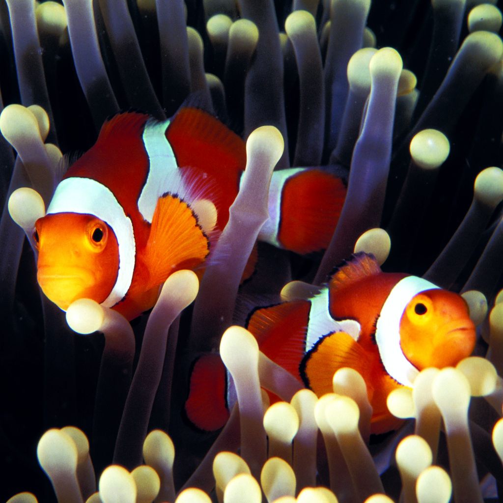 Social Evolution in Clown Anemonefish | Buston Lab – Marine ...