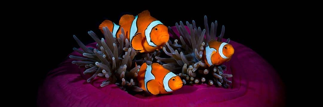 Social Evolution | Buston Lab – Marine Evolutionary Ecology
