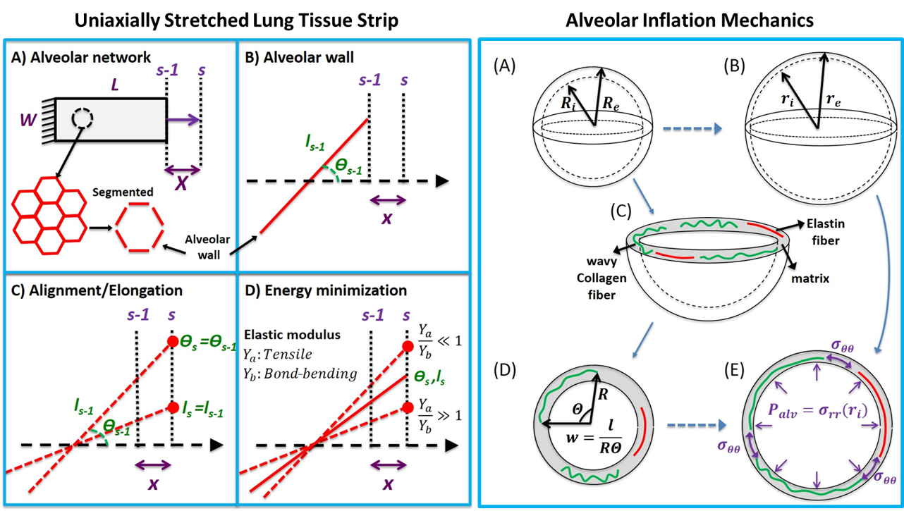 Analytical Modeling of Alveolar and Lung Tissue Mechanics | Cell ...