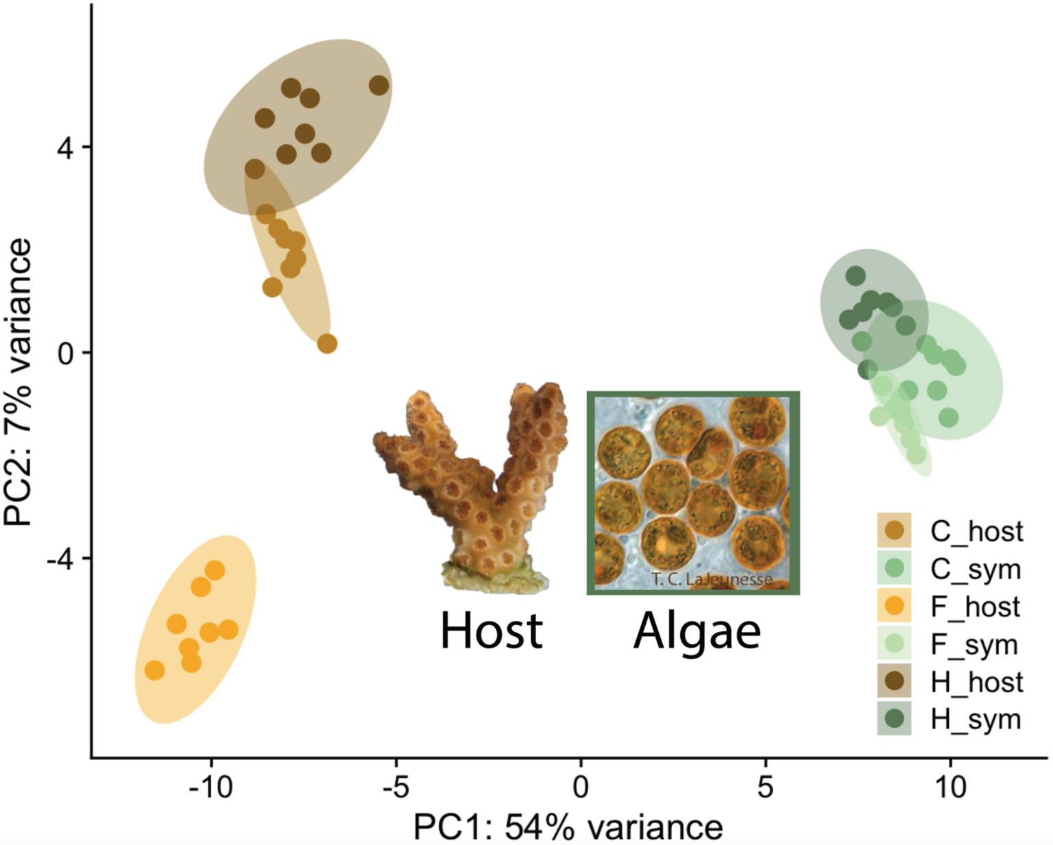 Coral Symbiosis | The Davies Marine Population Genomics Lab