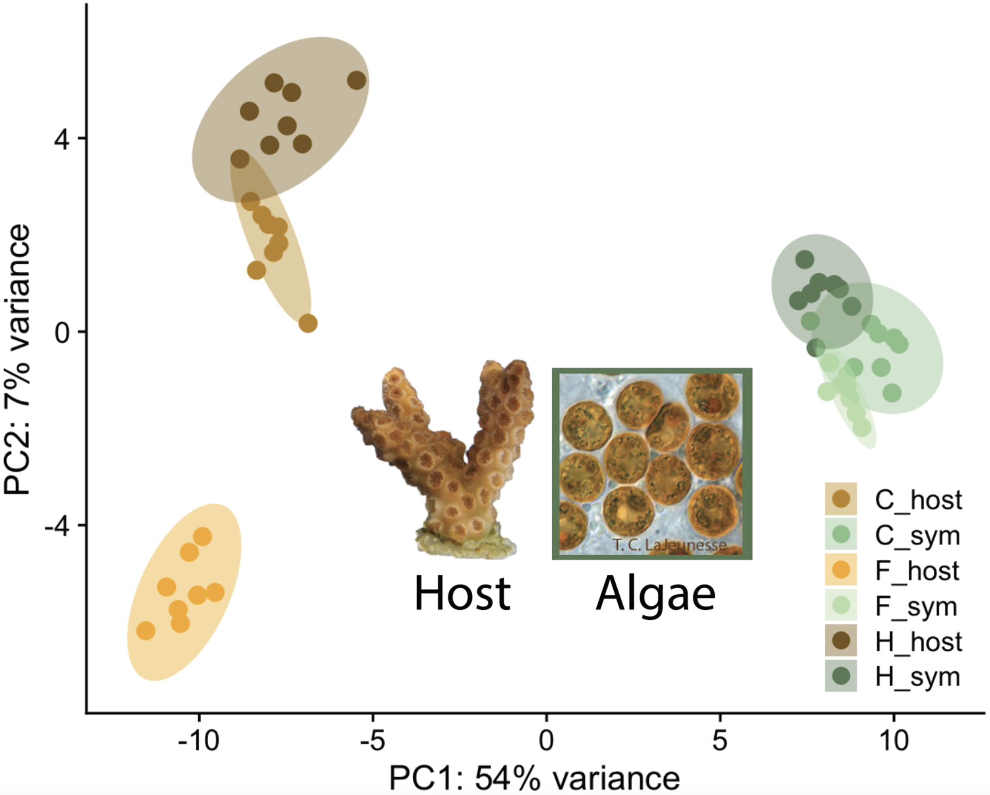 Coral Symbiosis | The Davies Marine Population Genomics Lab