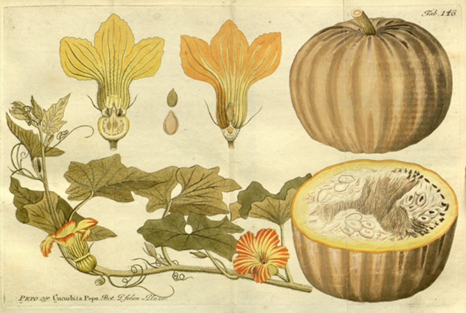 Cookbooks & History: Stewed Pumpkin | Gastronomy Blog
