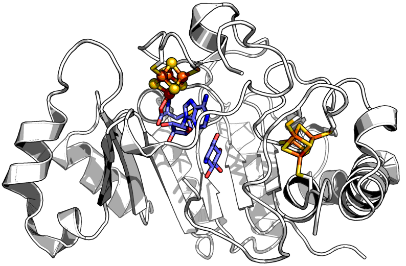 AdoMet Radical Enzymes | SJE Lab