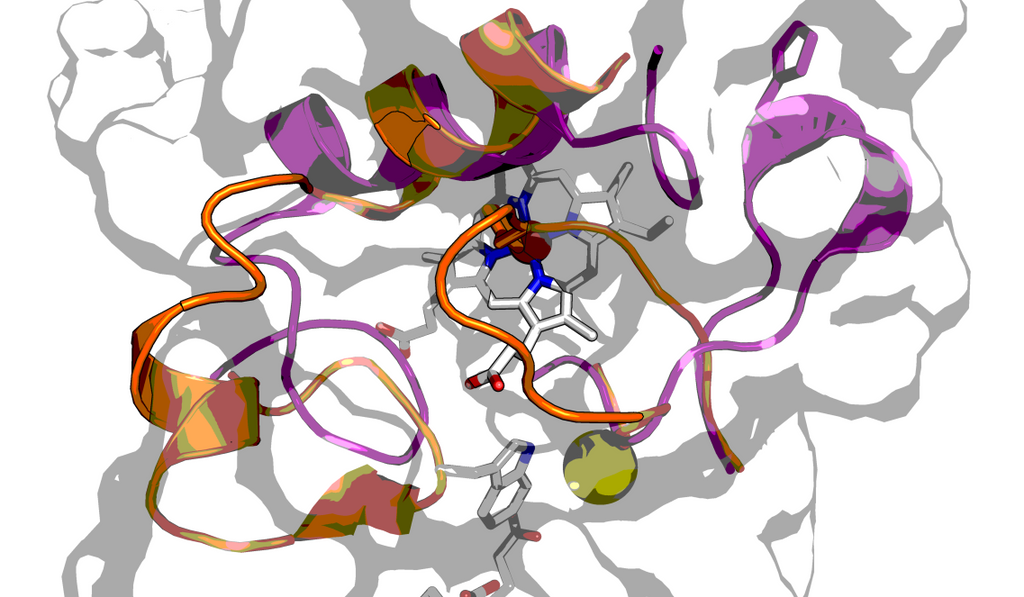 bCCP Superfamily | SJE Lab