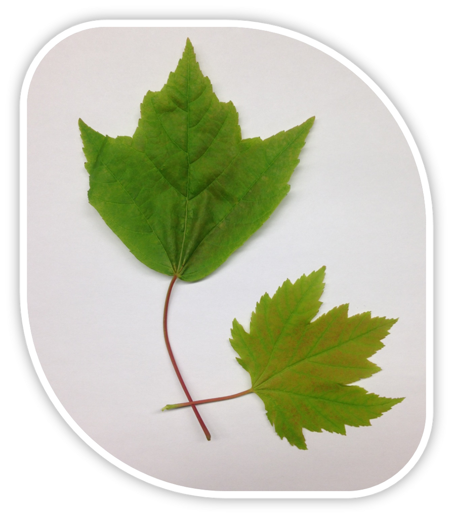 Research | Traits Across Species’ Ranges