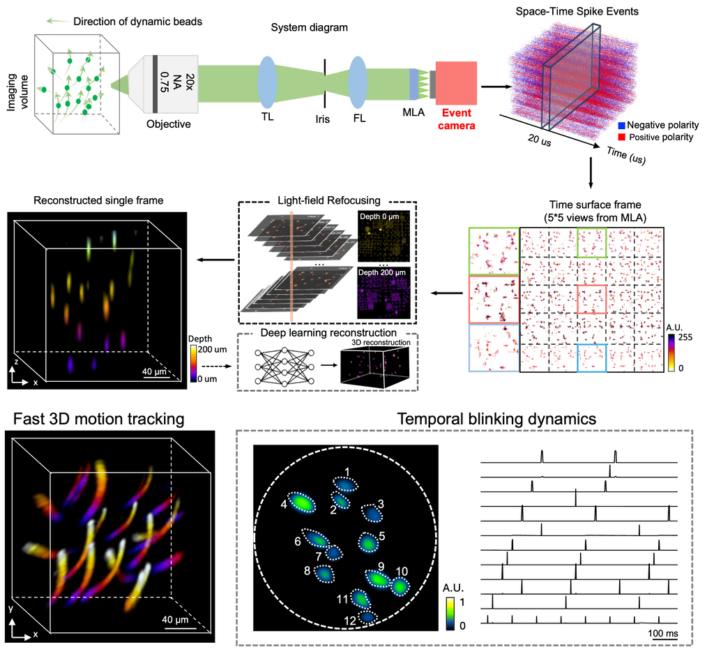 Research | Tian Lab