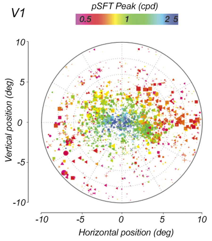 Population spatial frequency tuning in human early visual cortex » The ...