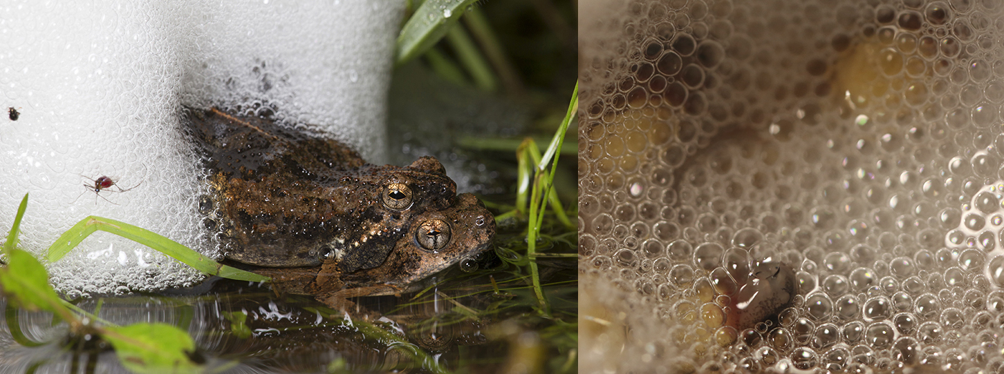 The animals we study | Warkentin Lab
